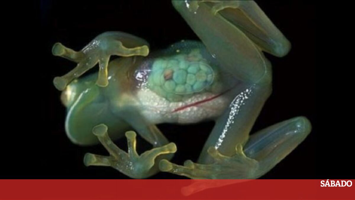 Espécies de anfíbios em risco de extinção são mais do que se julgava ...