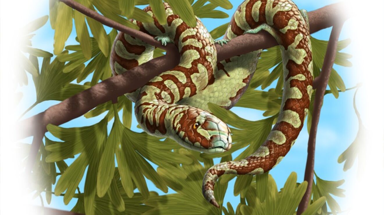 Cobras portuguesas entre as mais antigas do mundo - Ciência & Saúde ...