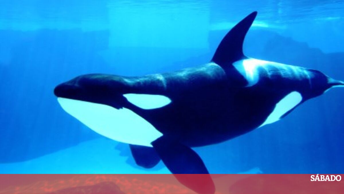 Está a morrer a orca mais famosa do Mundo - Vida - SÁBADO