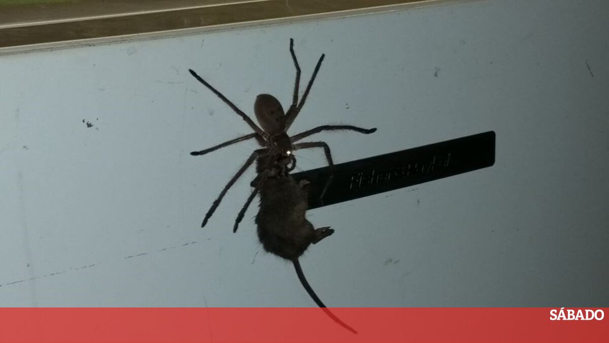 Hermie, a aranha, arrastou um rato e tornou-se viral - Insólito - SÁBADO