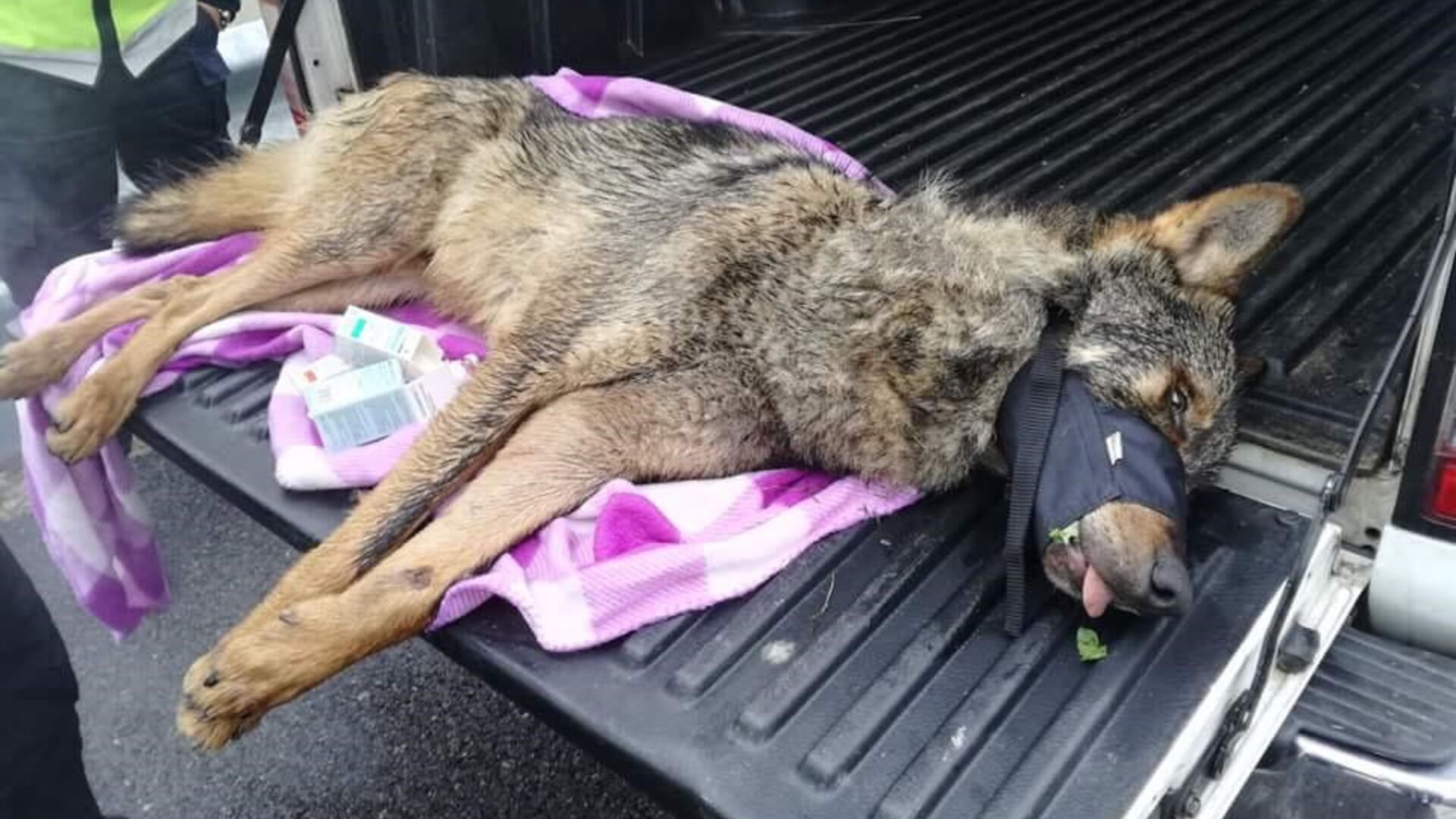 Lobo ferido na A4 sofreu fractura grave - Portugal - SÁBADO