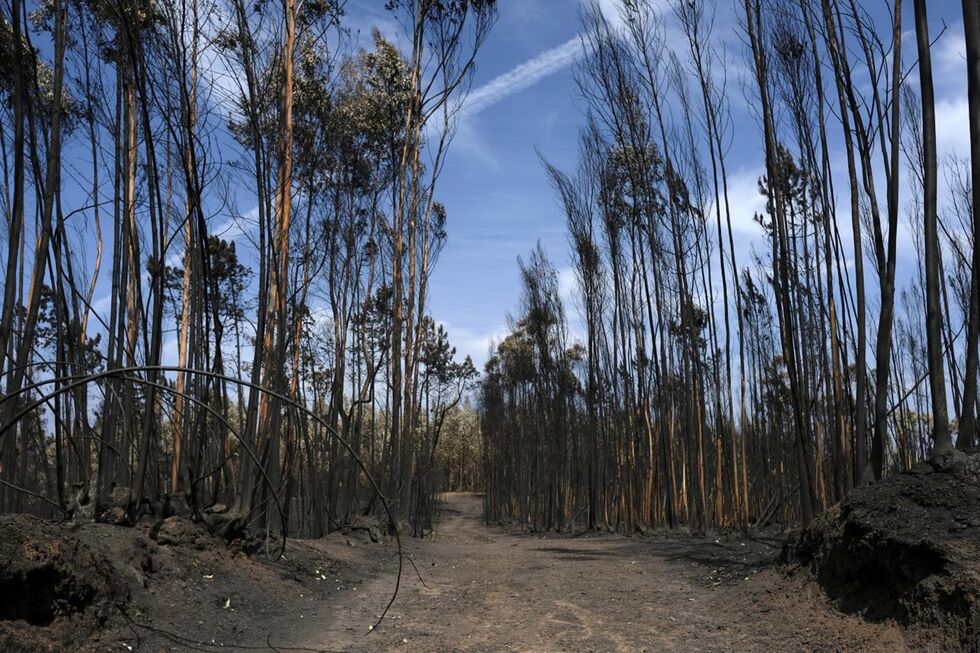Pedrógão Grande: Lançado concurso para a construção do memorial às ...