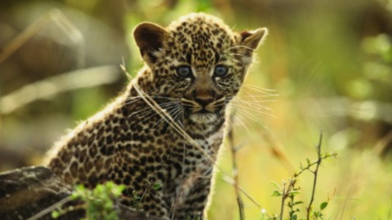 Leoa adopta e amamenta cria de leopardo - Vida - SÁBADO