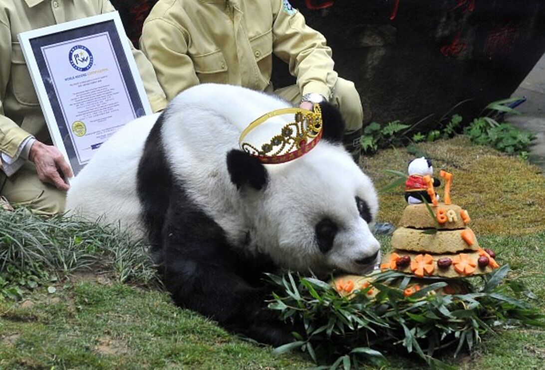 Morreu panda gigante mais velho do mundo - Vida - SÁBADO