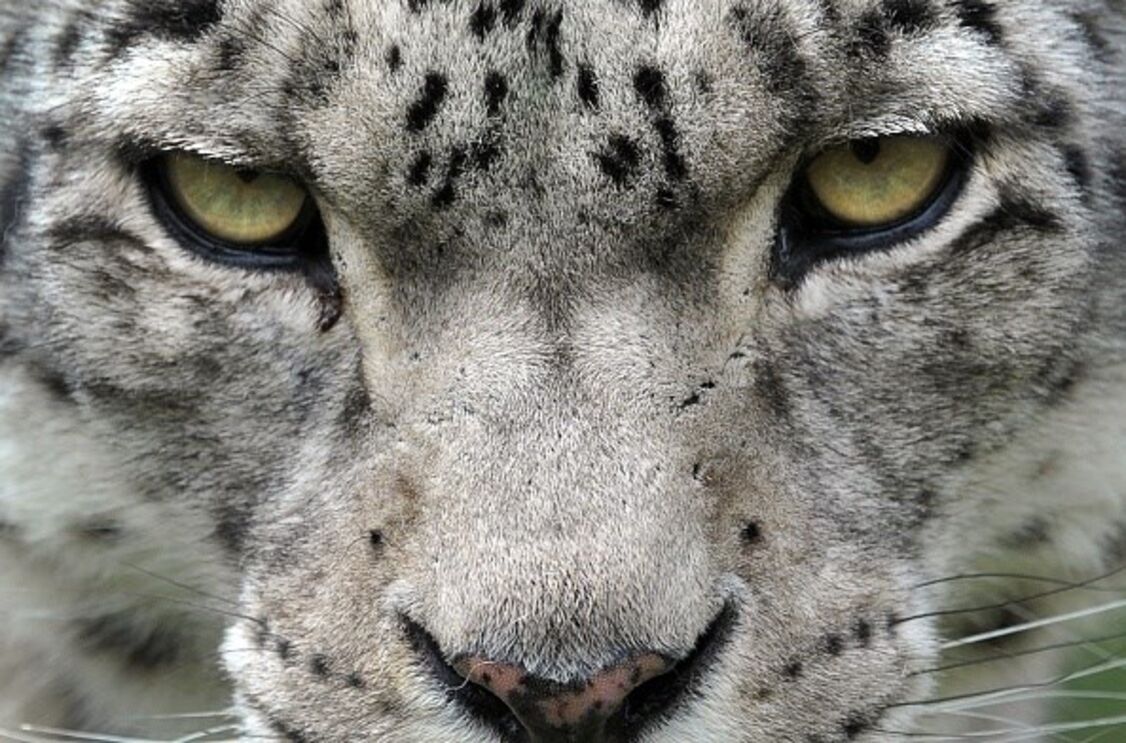 Leopardo das neves deixa de ser espécie "em perigo" de extinção ...