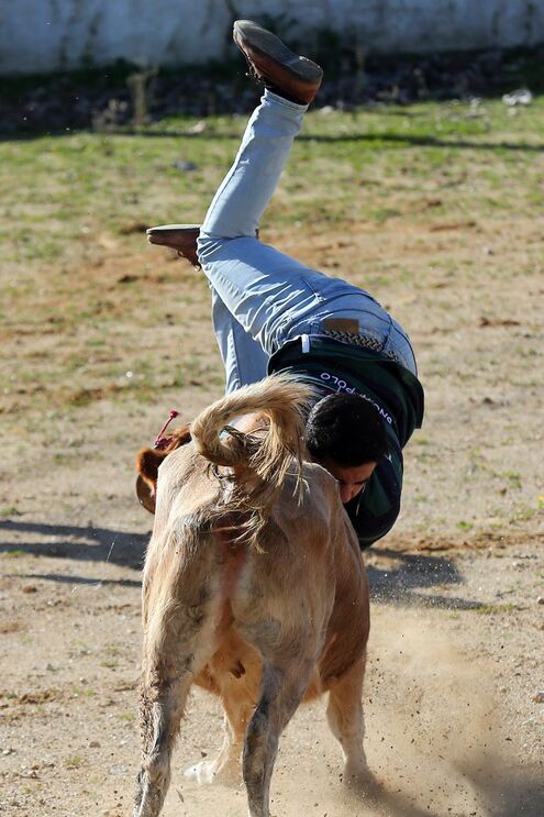 Medo e adrenalina dominam "mundo" da "família" dos forcados - Portugal ...