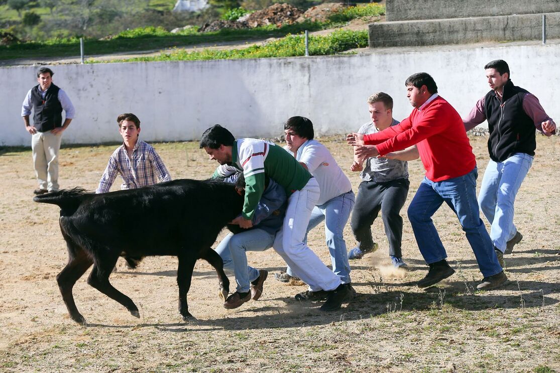 Medo e adrenalina dominam "mundo" da "família" dos forcados - Portugal ...