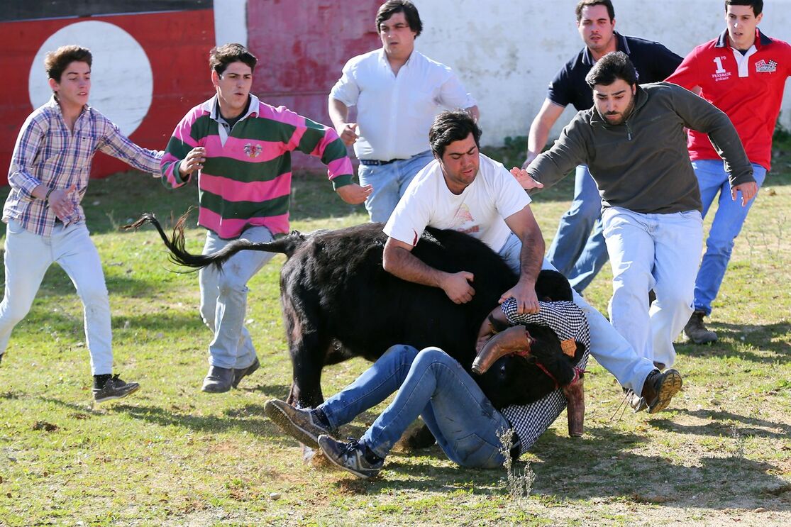 Medo e adrenalina dominam "mundo" da "família" dos forcados - Portugal ...