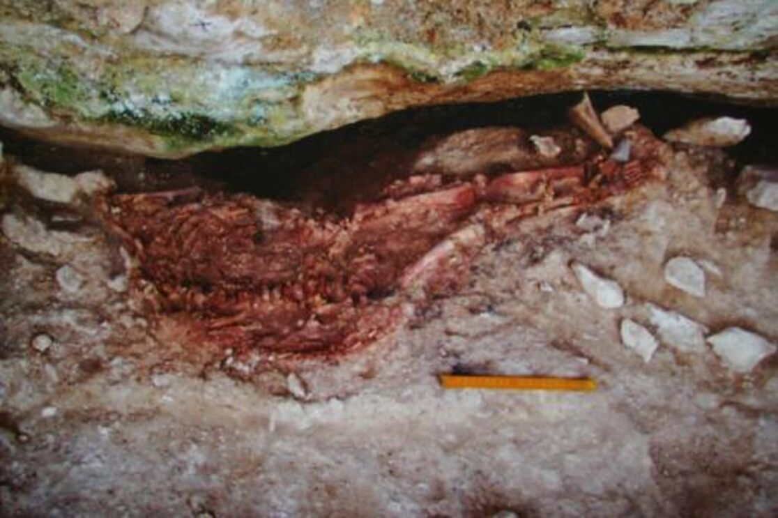 Pedido de classificação do "Menino do Lapedo" como tesouro nacional ...