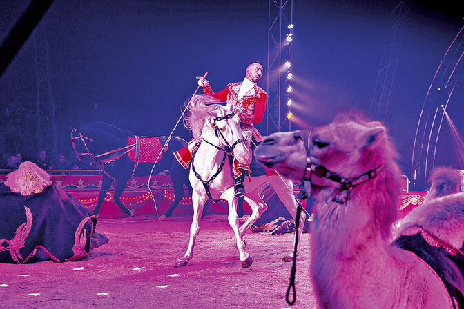 Para onde vão os animais do circo - Portugal - SÁBADO