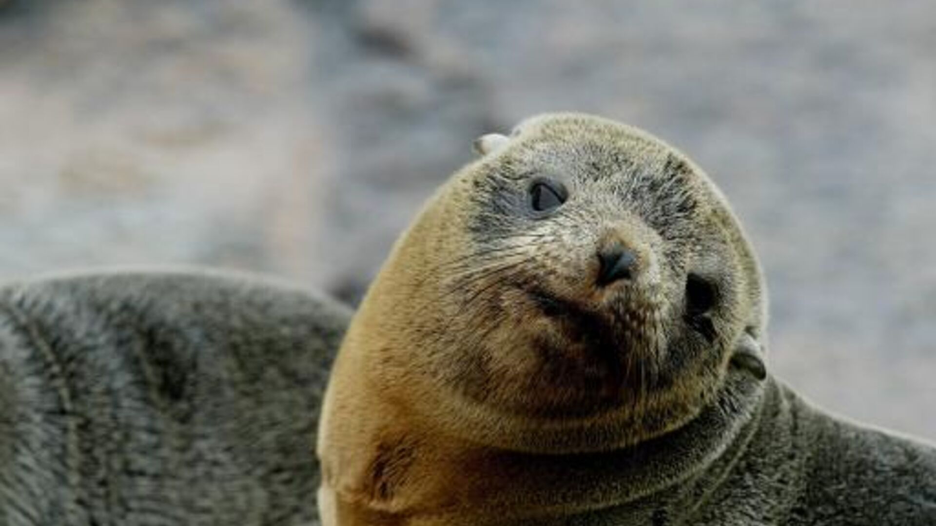 Cria de lobo-marinho está há quatro dias no areal da ilha do Porto ...