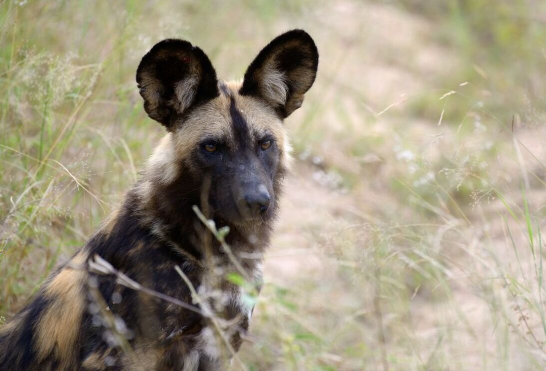 Cresce alcateia de mabecos no Parque Nacional de Gorongosa - Vida - SÁBADO