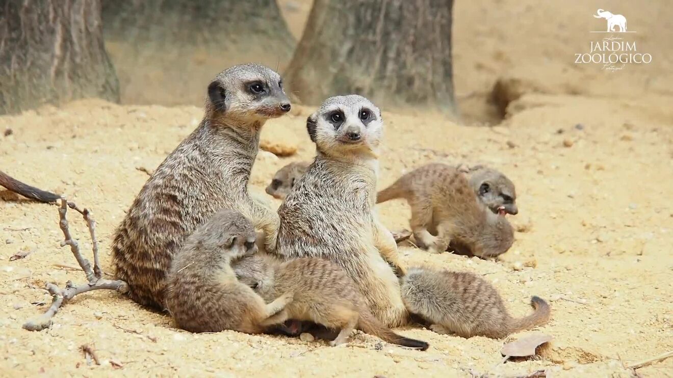 Zoológico de Lisboa tem sete novos suricatas bebés - Vídeo - SÁBADO