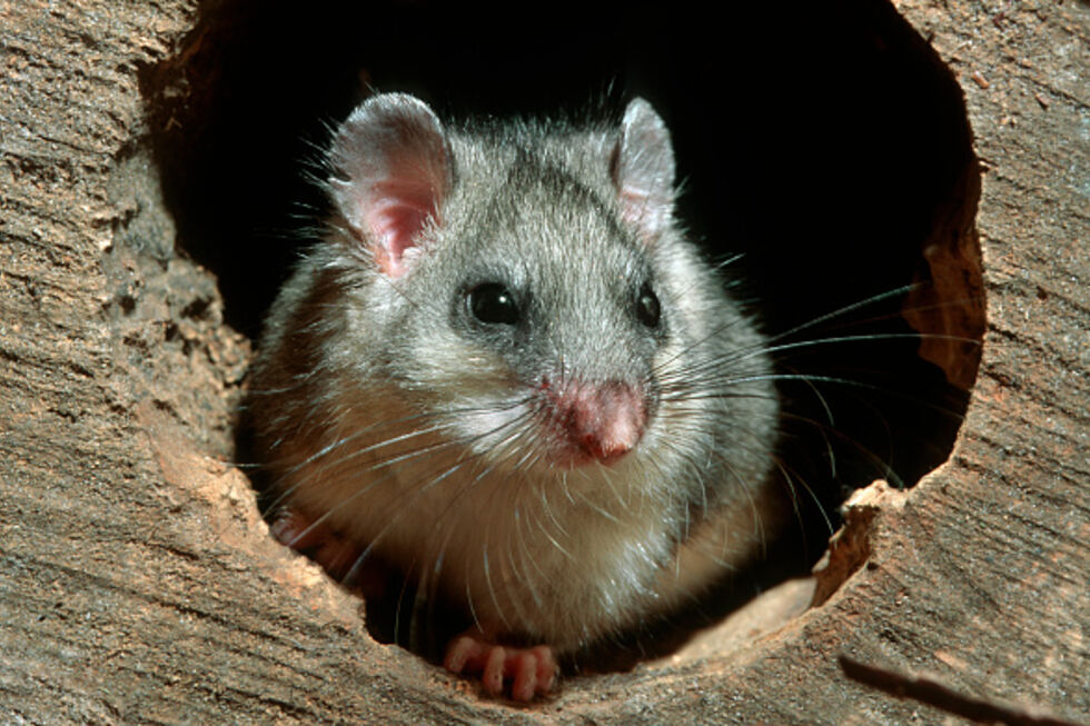 Investigadores ensinaram ratos a conduzir. Stress diminuiu - Ciência ...