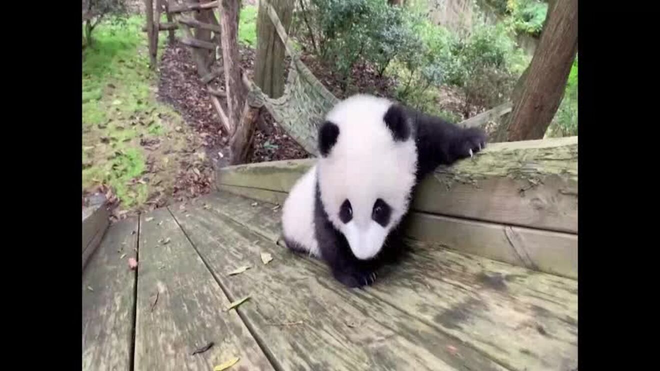 Panda bebé começa a aprender a trepar (e escorregar) - Vídeo - SÁBADO