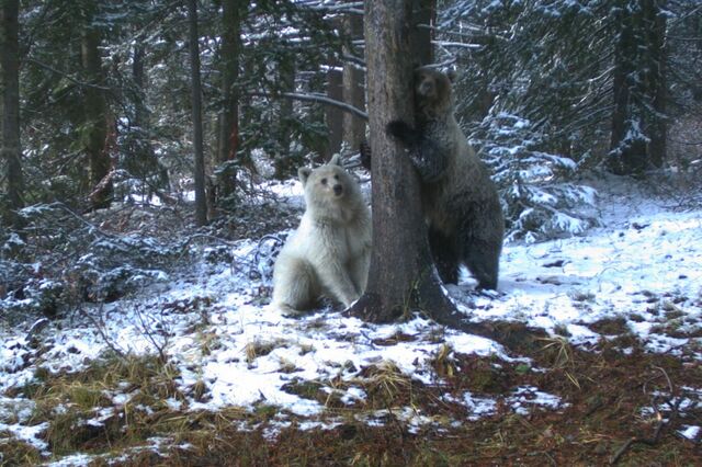 Um urso pardo branco foi avistado no Canadá - Vida - SÁBADO