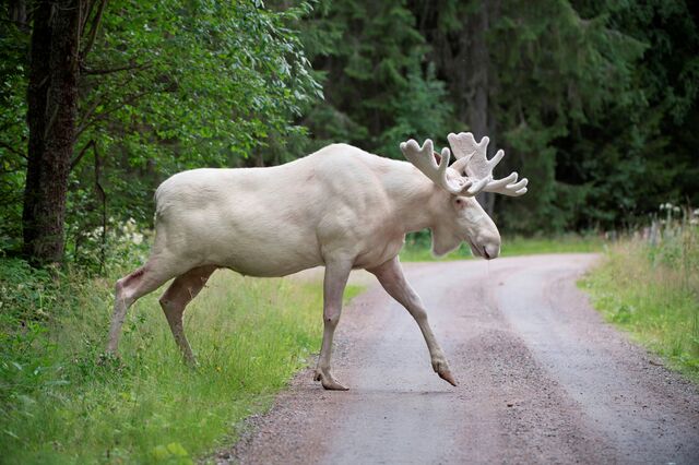 Morte de alce branco indigna canadianos - Mundo - SÁBADO