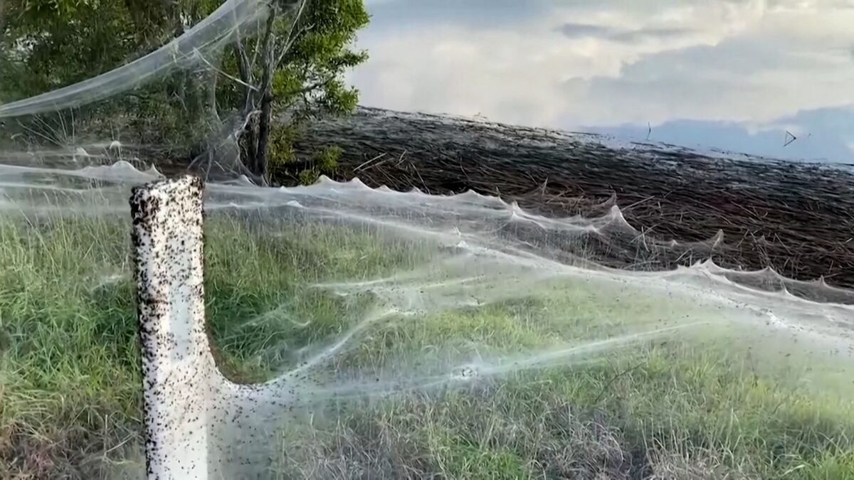 Maior Teia De Aranha