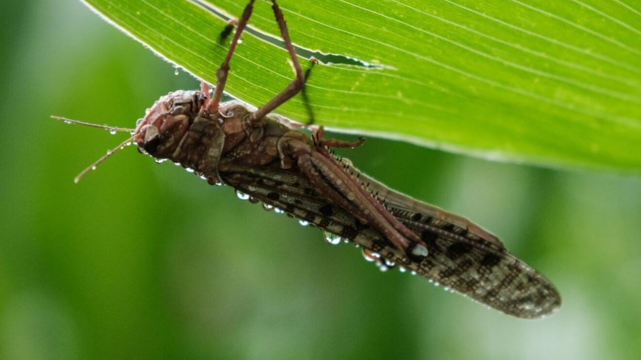 Insetos: As novas fontes de proteína sustentável - Portugal - SÁBADO