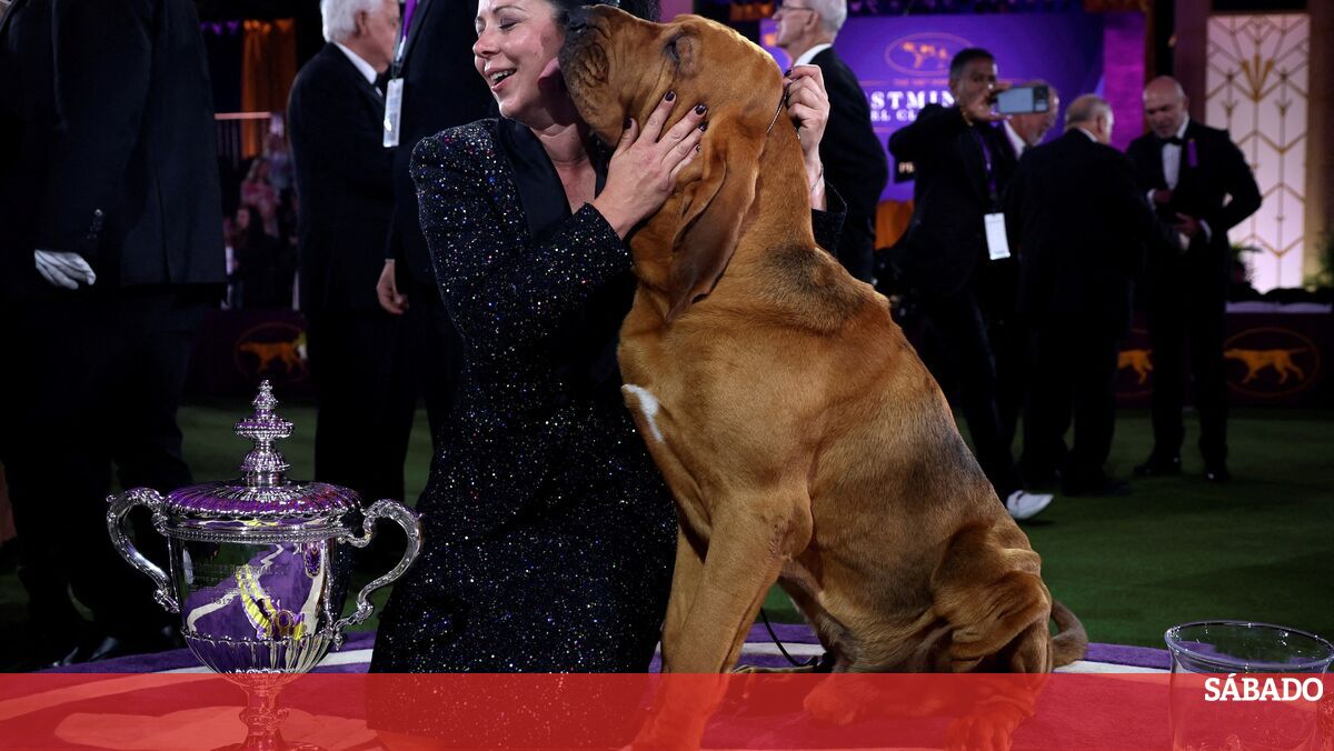 Trumpet venceu o Westminster Dog Show, um dos mais prestigiados ...