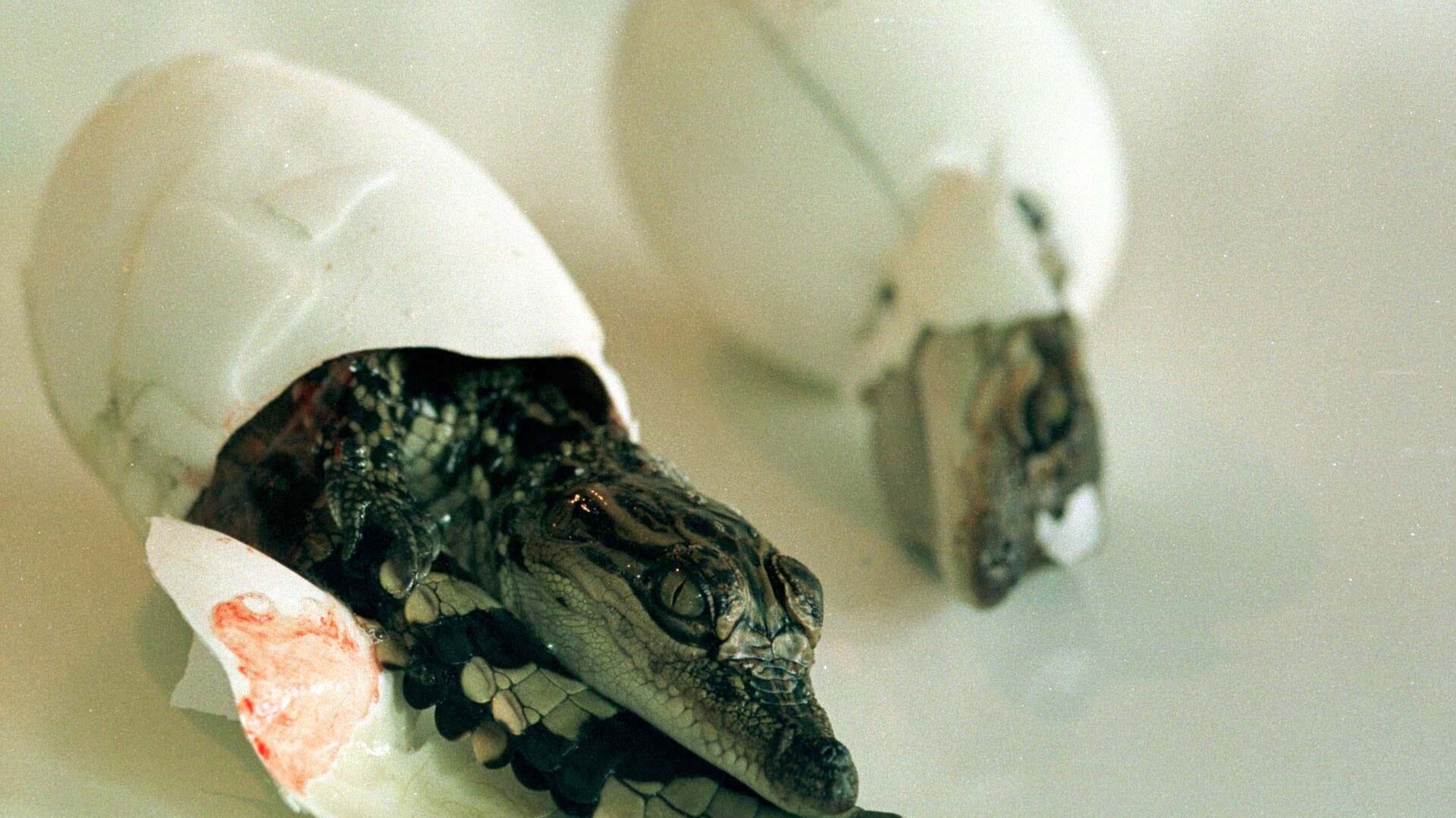 Cientistas descobrem caso de crocodilo fêmea que engravidou sozinha ...