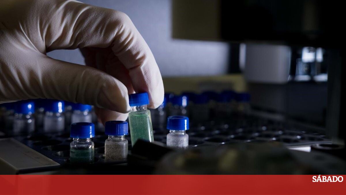 Arecolina. O que se sabe da nova droga encontrada em Portugal ...