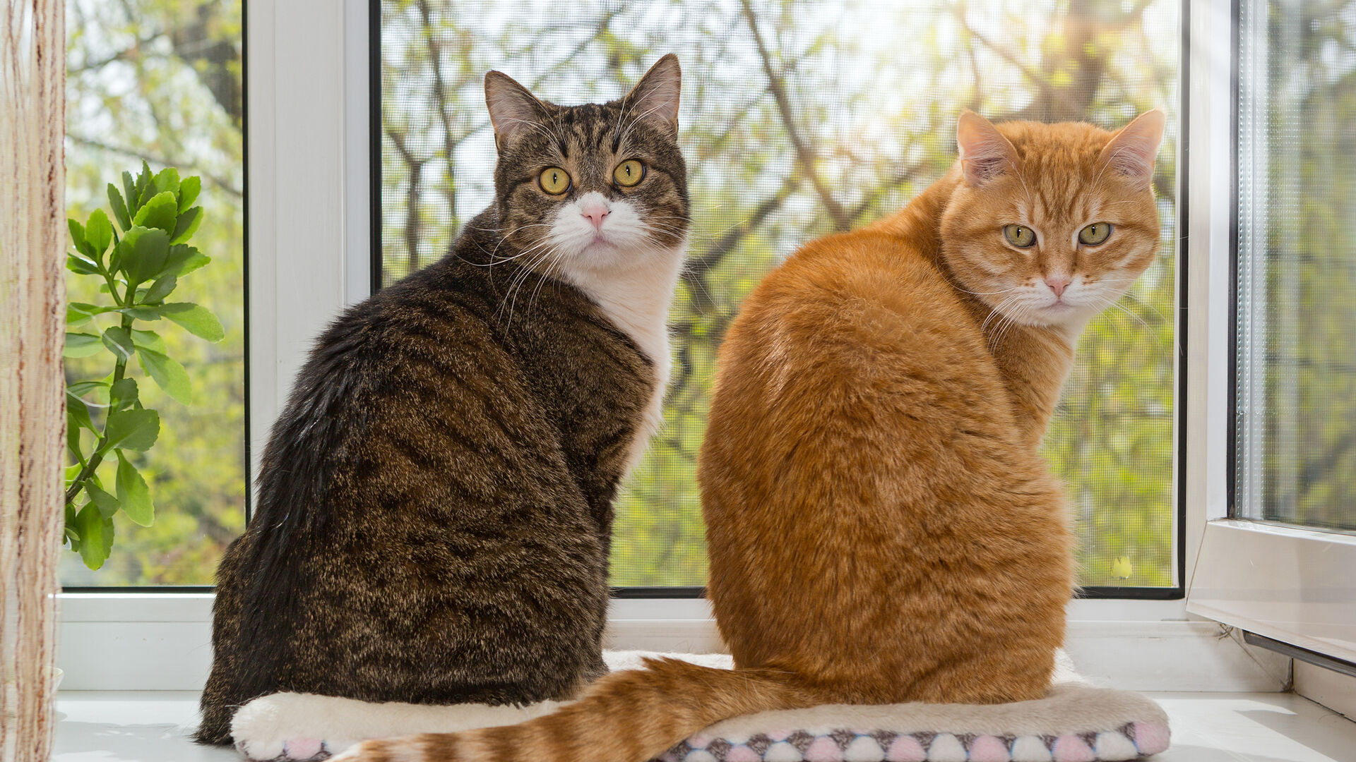 O seu gato 'conversa' mais com o seu companheiro do que consigo? Estudo ...